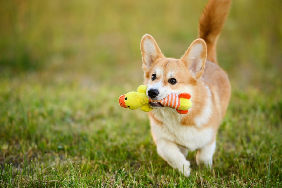 Just for Pets Case Study - Egress Systems